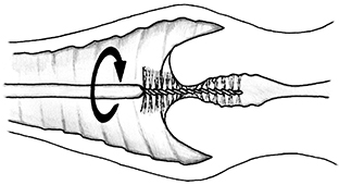 Genital examination — female | RPHCM