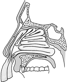 Nasal packing | RPHCM