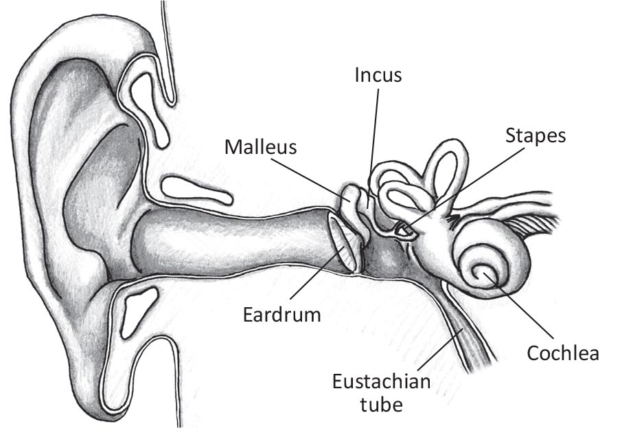 Ear examination | RPHCM